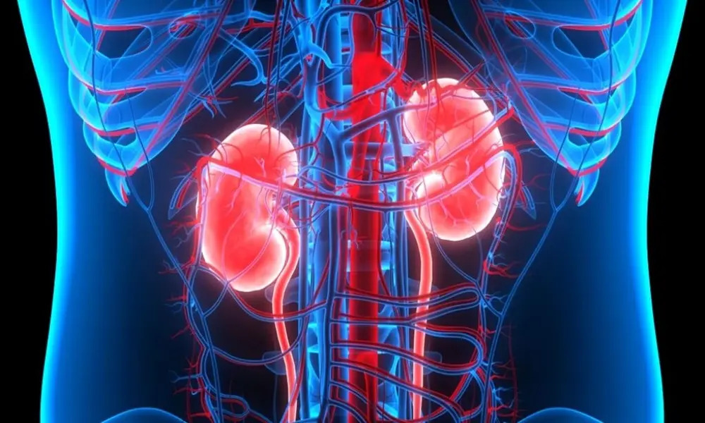 Factors That Influence the Cost of Kidney Transplant Surgery - BMTS Corp