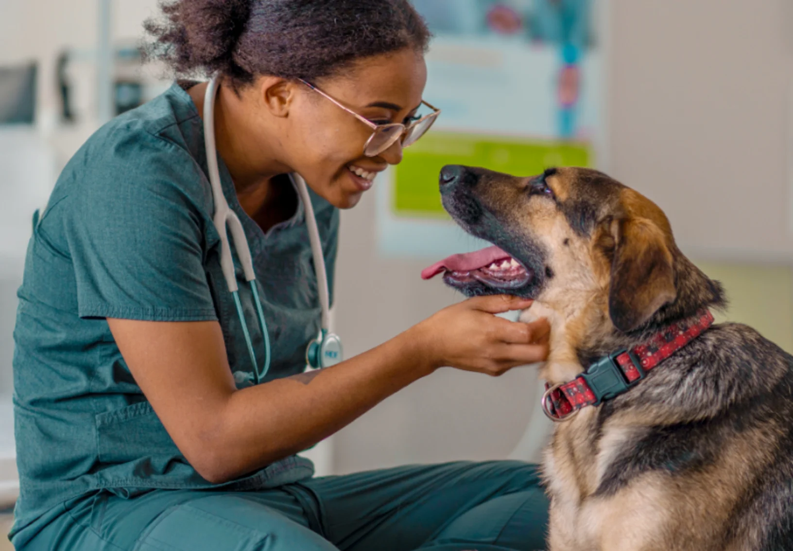 Behind The Scenes: A Day In The Life Of A Small Animal Veterinarian ...