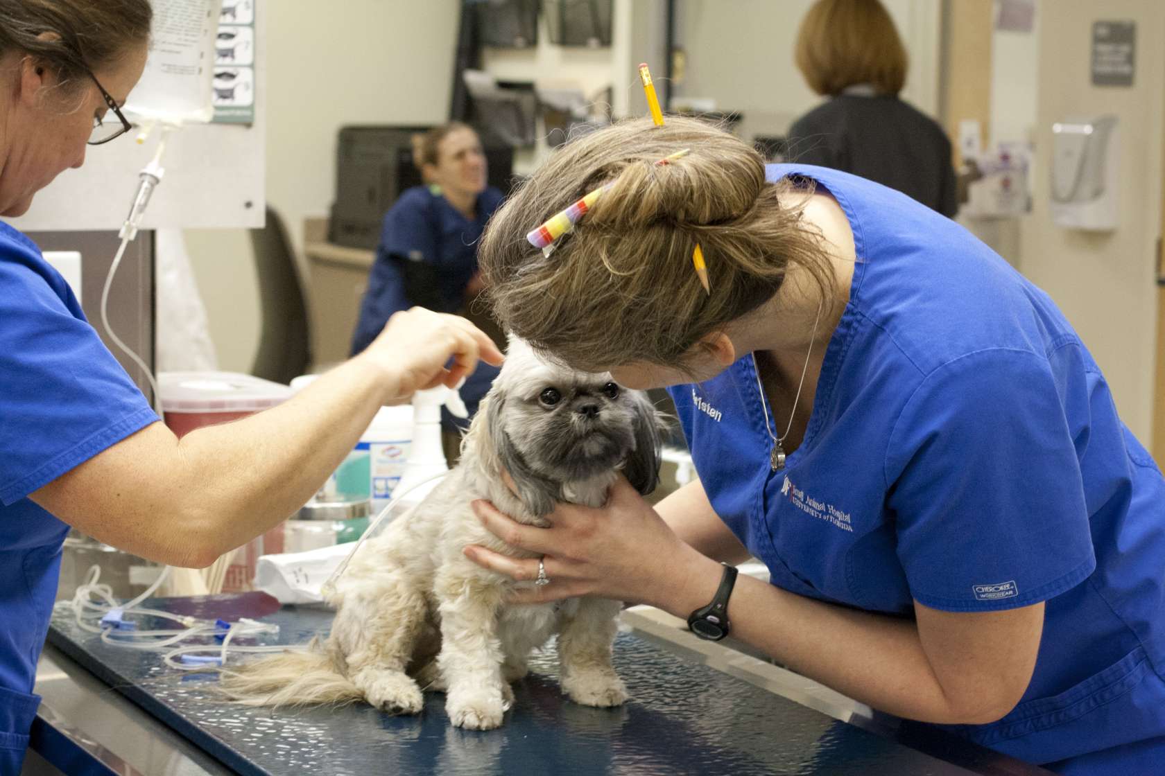 How Small Animal Hospitals Are Enhancing Owner Education Through ...